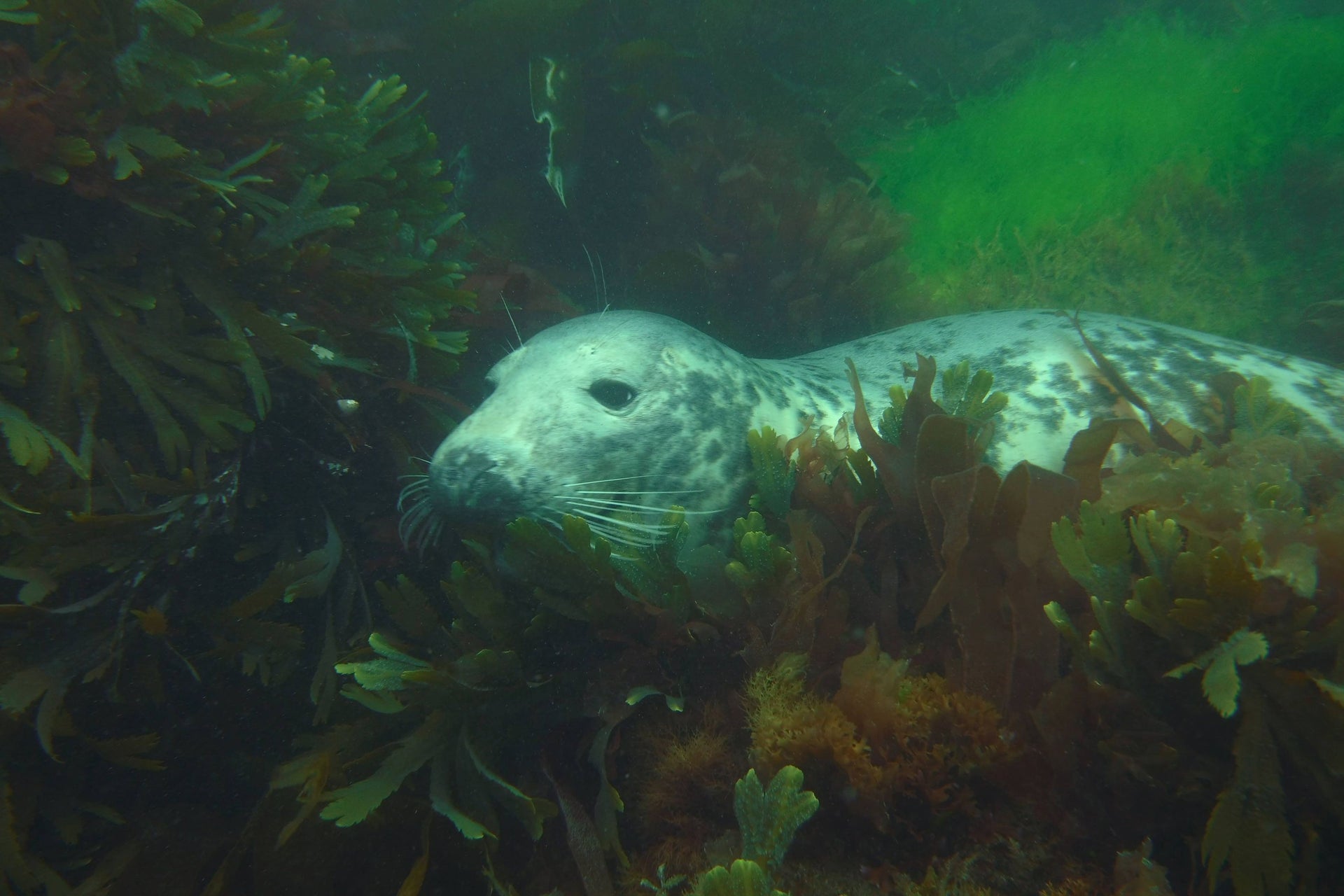Scuba Diving Courses & Equipment Poole | Dorset Diving – Dorset Diving ...